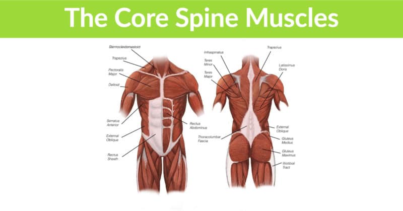Function of the Human Spine | What to Know | Austin Chiropractor