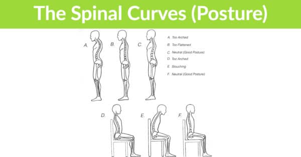 Function of the Human Spine | What to Know | Austin Chiropractor