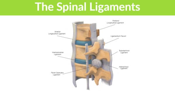 Function of the Human Spine | What to Know | Austin Chiropractor